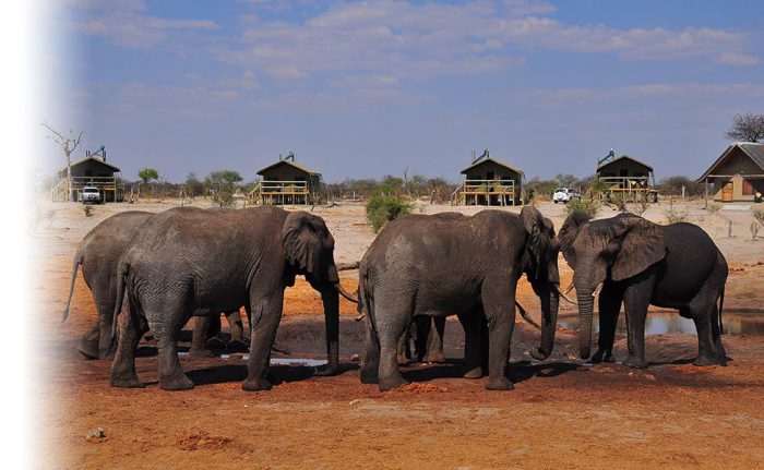Travelling in Botswana | Discover the beauty of this amazing country